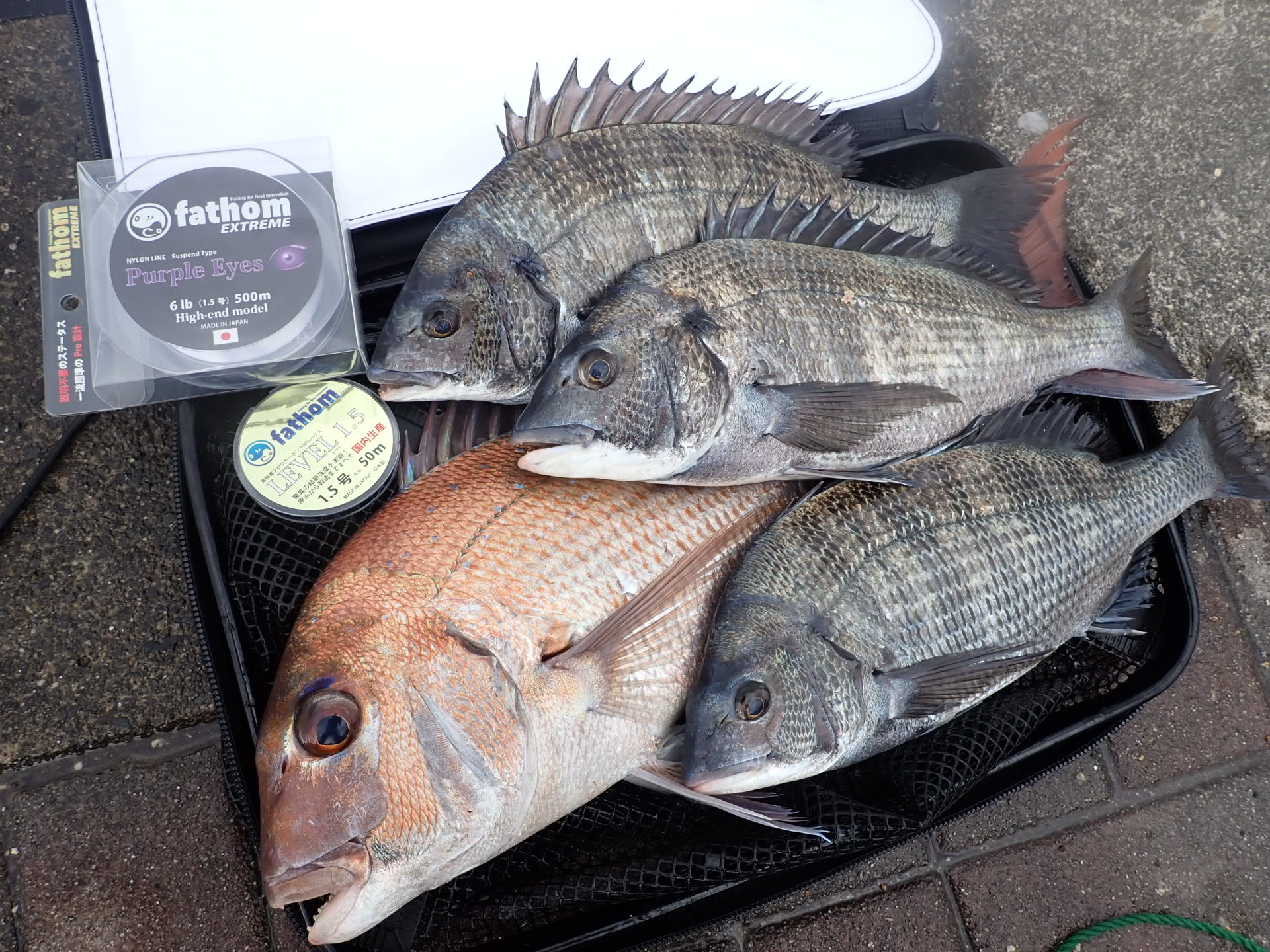 【杉本隼一様】ラインを信じて仕留める | Fishing fathom（ファゾム）